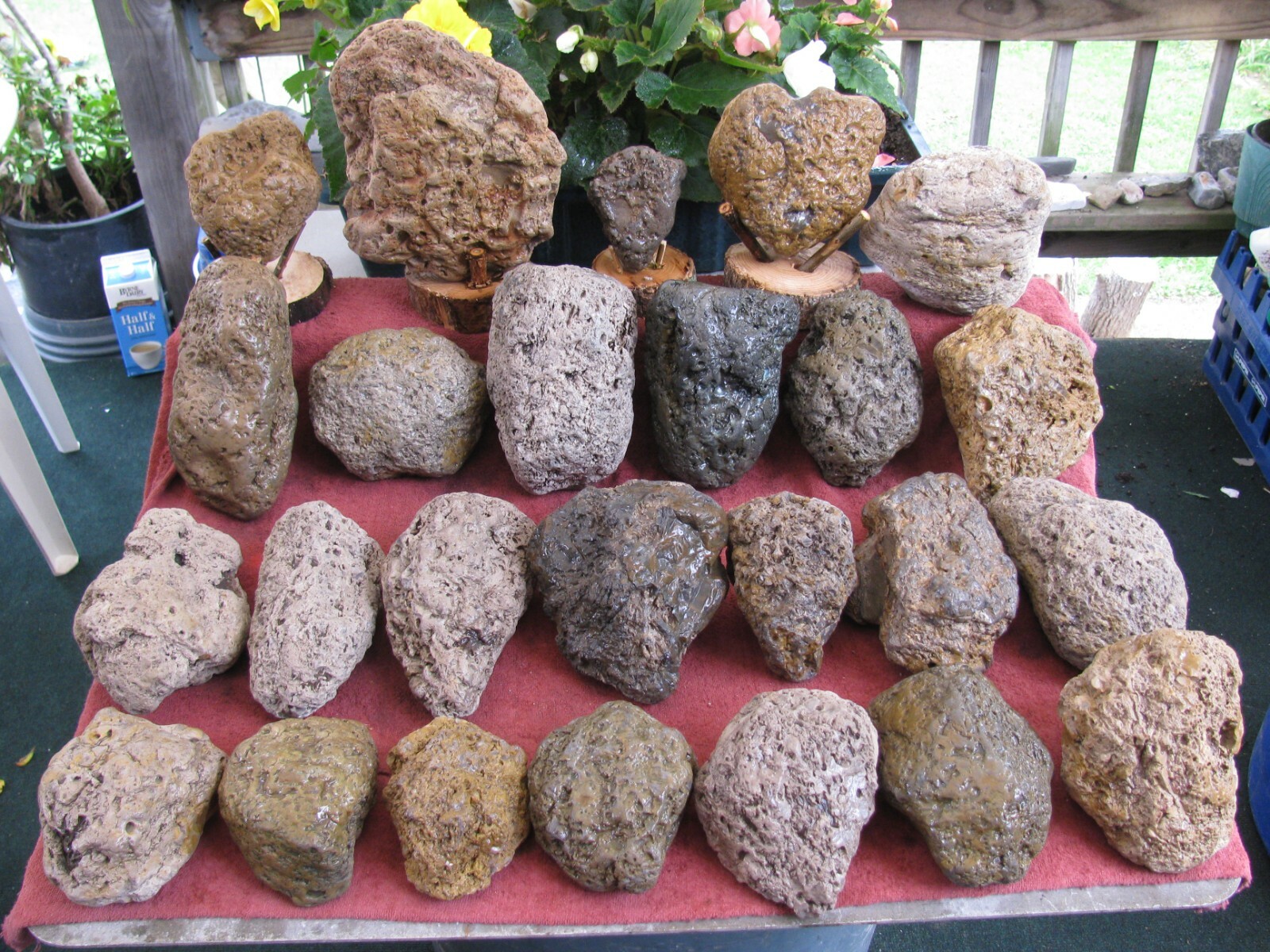 Sponge Fossil Solid Chert Flint Onondaga Limestone Fossil Sponge ...