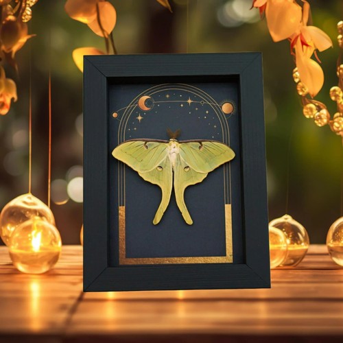 Real Luna Moth Gothic Sun Moon Stars Actias luna Resting Framed ...