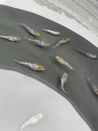 5+1 SanShoku Lame Medaka Japanese Rice Fish Juviniles. U.S. Bred | eBay