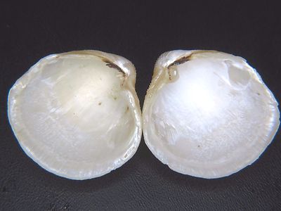 EUCIROA CRASSA;RARE DEEP-WATER BIVALVE RARELY OFFERED AT 40.15MM! | eBay