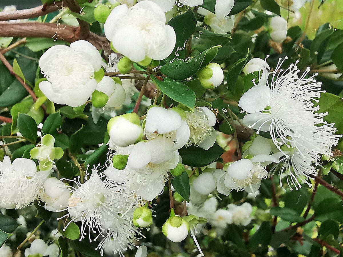 Evergreen dwarf edible Myrtle fruit collection Luma, Lophomyrtus ...