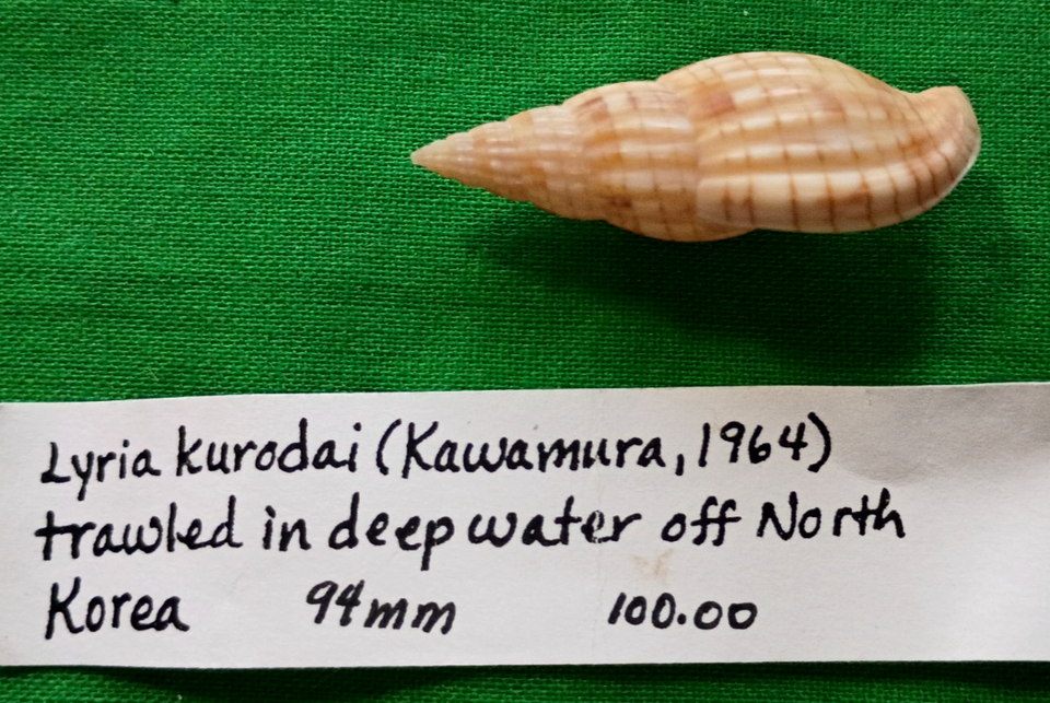 Lyria kurodai #M0335 Korea 38mm | eBay