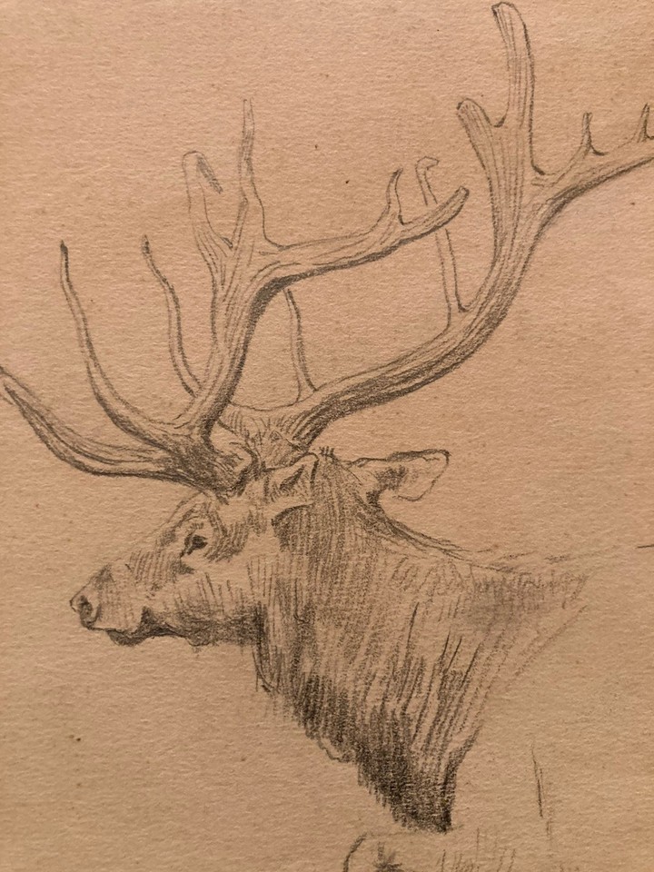 Very Nice Drawing 1900 Pencil Deer Duck Animal Animals Paper | eBay