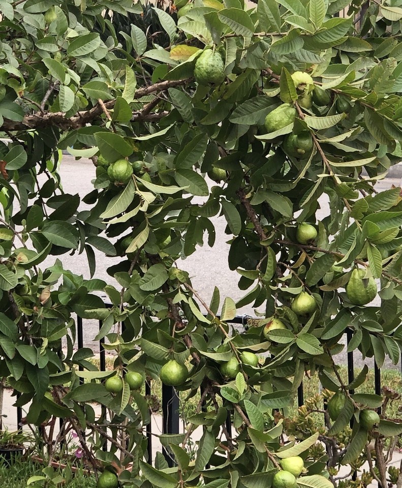 1 Guava Fruit Tree 12” With Pot Tropical Live Plant Guava Fruit Ready ...