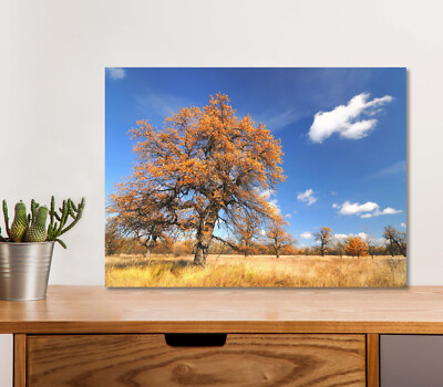 Large Deciduous Tree 5mm thick Plastic Poster Ready to Hang 60x45cm ...