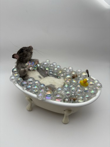Bubble Bath Tub Rat Taxidermy Oddities Curiosities Strange Creepy Cute ...