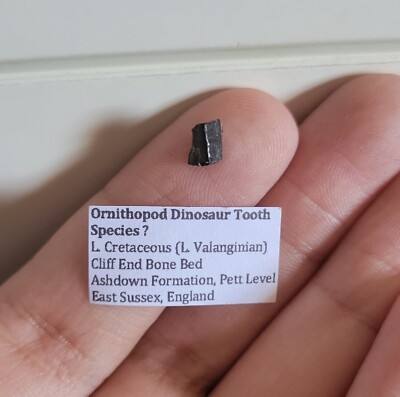 Very Rare British Ornithopod Dinosaur Tooth Fossil, Sussex England UK ...