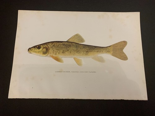 Vintage c.1910 Common Sucker Chromolithograph Bookplate Fish Print | eBay