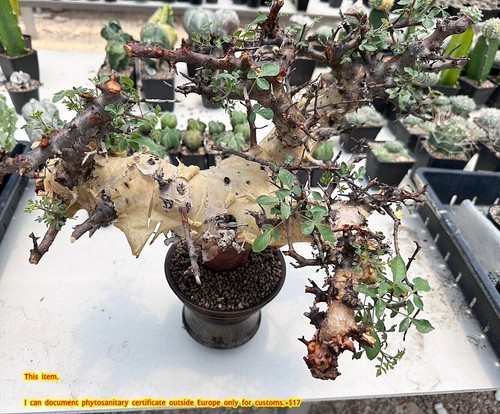 Commiphora KATAF BIG PURE KATAF Beautiful RARE Boswellia Caudex ...