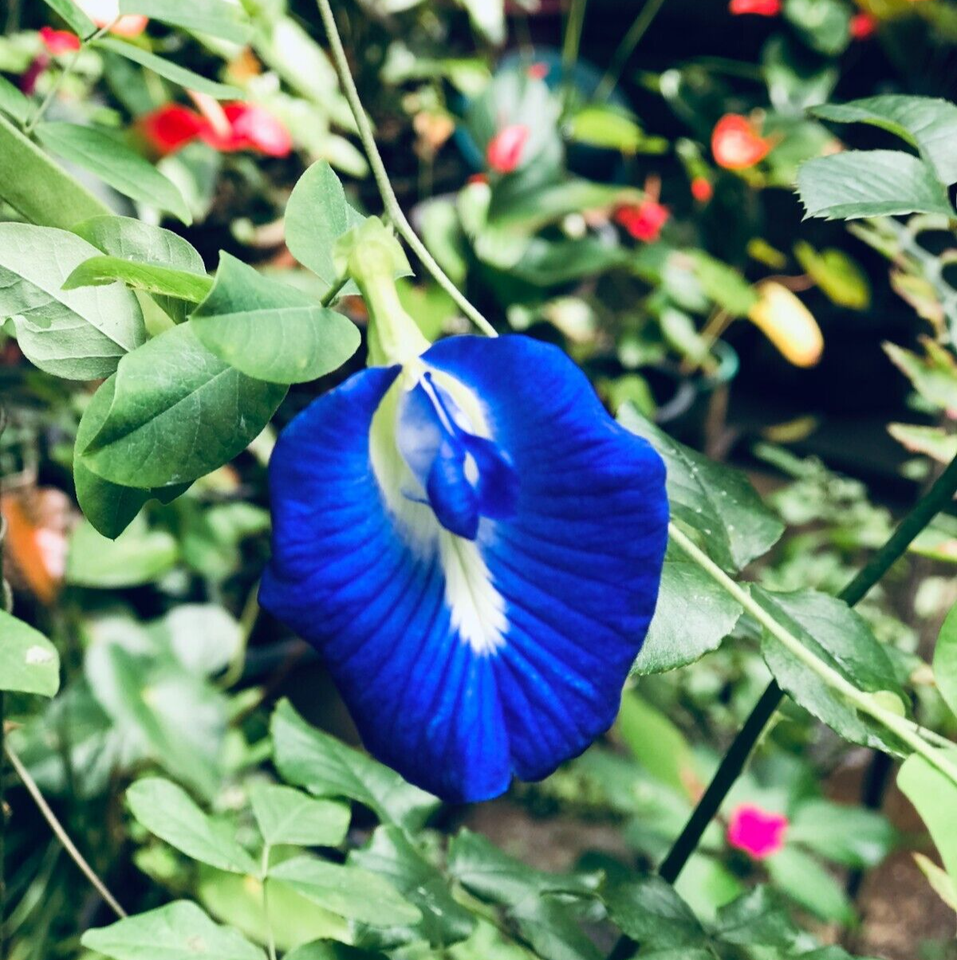 Blue Butterfly Pea Ternatea Clitoria Flower Seeds 100+ 100% Organic Nil ...