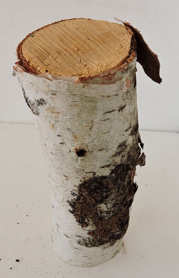 8" Paper Birch Wood Stick Log Chunk Crafts Live Edge Spalted 3~3 1/4"D ...