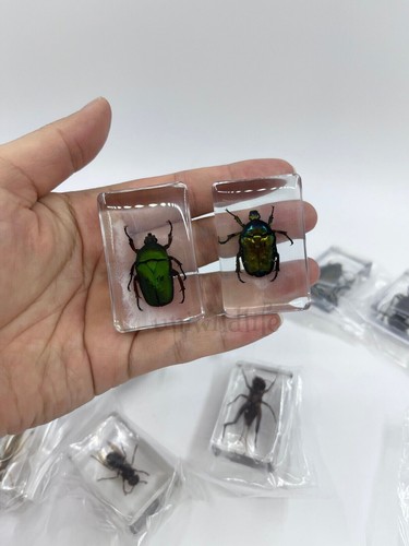 30Pcs Real Insect Specimen Bugs in Resin Collection Beetle in Resin ...