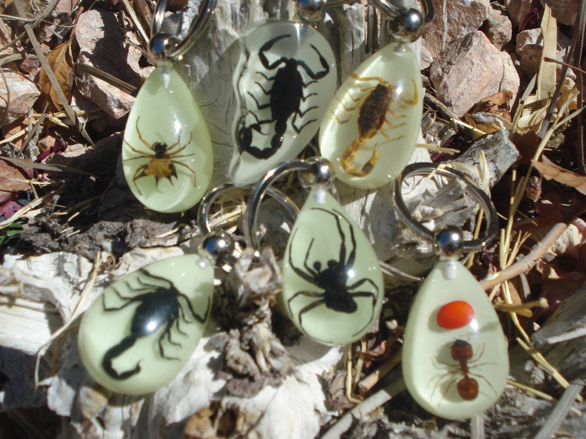 The Sculptured Bark Scorpion