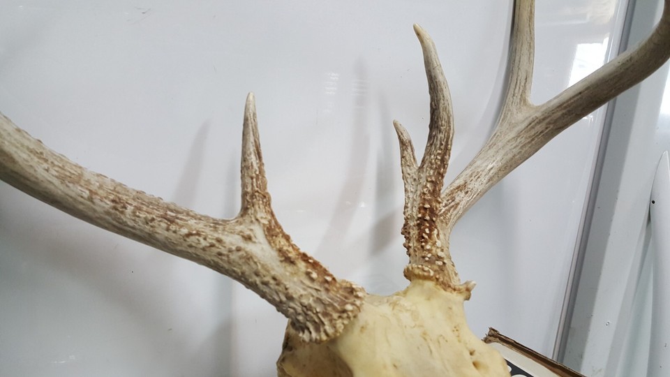 4x4 WHITETAIL DEER RACK FULL SKULL mule elk shed antlers taxidermy ...