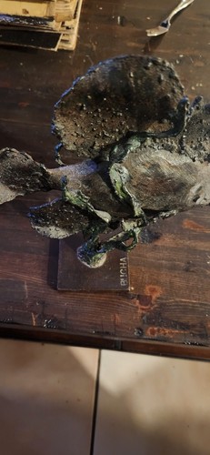 Vtg Mike Bucha Welded Bronze Fish Kelp Underwater Art Sculpture Figure ...