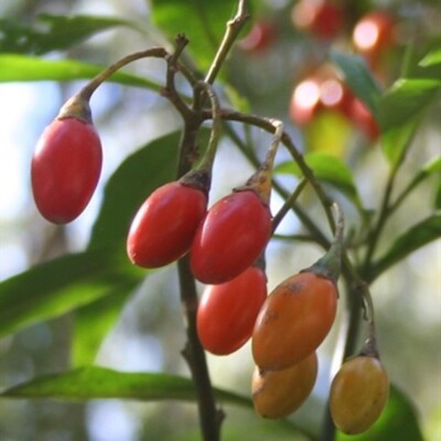 1x Kangaroo apple - Australian natives bush tucker edible fruit self ...