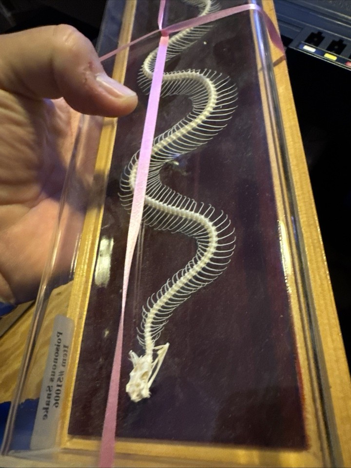 Poisonous viper snake skeleton In Display case | eBay
