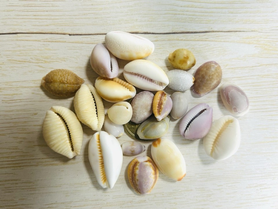 Cowrie Shell from japan Okinawa shell rare mix | eBay