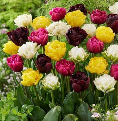 Double Tulip Mix Bulbs for Planting | eBay