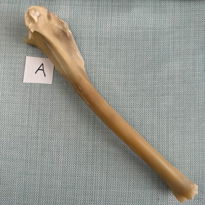Deer Leg Bone Hind Tibia Real Animal Craft Art Tool Handle Taxidermy ...