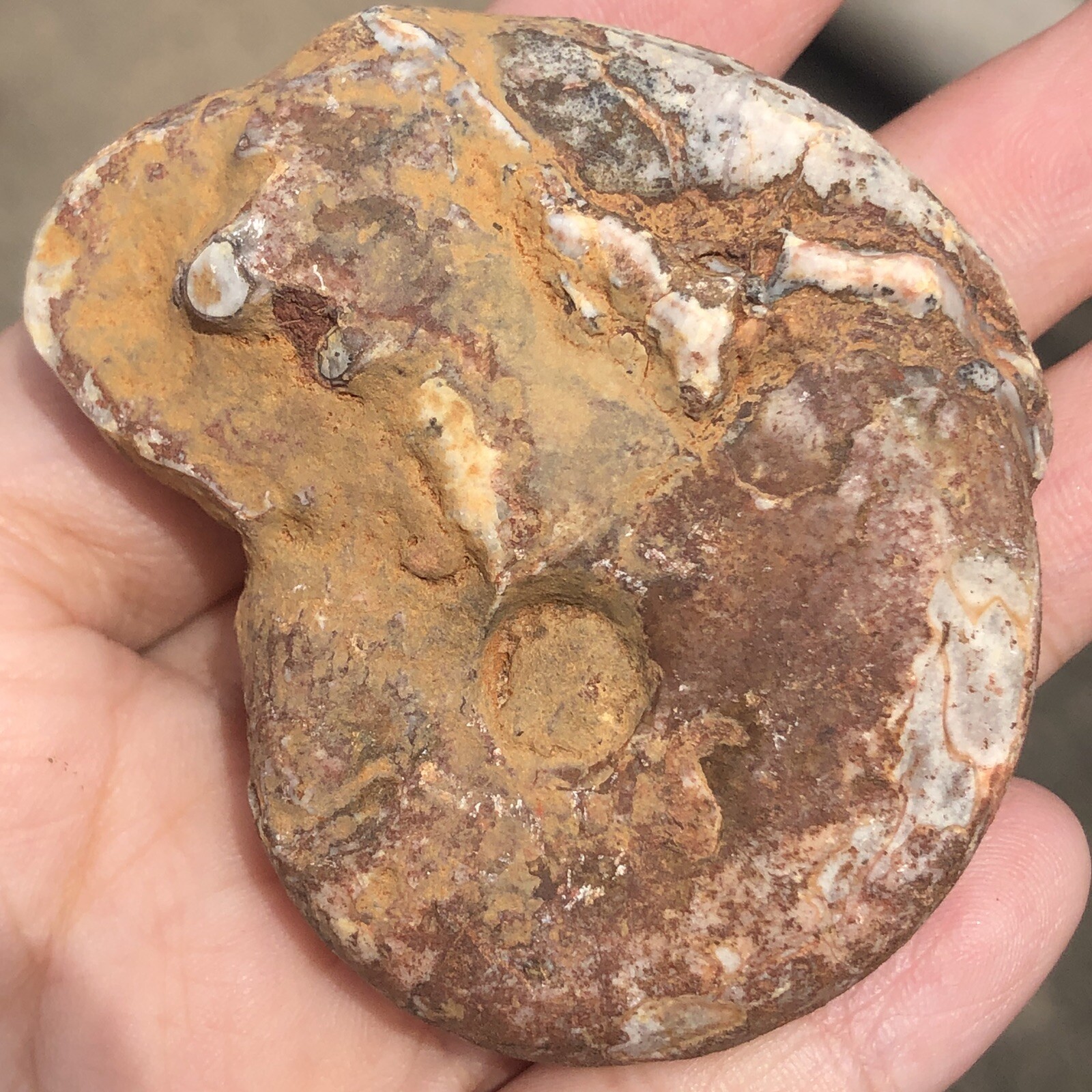 64GR AMAZING PERMIAN AMMONITE FOSSIL FROM REPUBLIC TIMOR LESTE | eBay