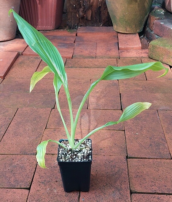 Rare "Pink African Ginger"! - Siphonochilus kirkii - Fragrant blooms ...