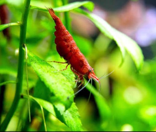 10+1 Fire Red Cherry Shrimp- Freshwater Neocaridina Aqarium Shrimp Live ...