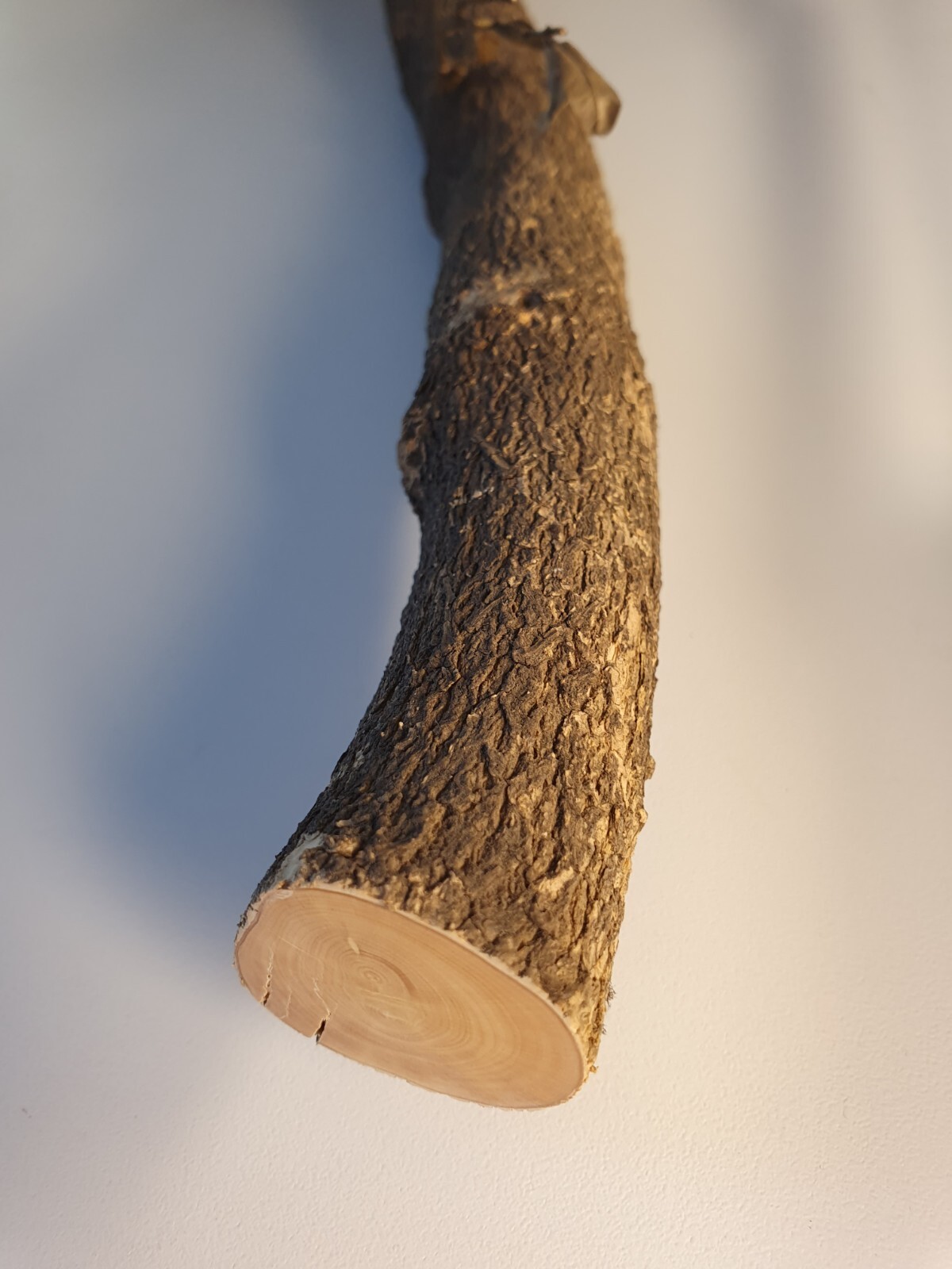 1 Stamm Drechselholz Buchsbaum Buxus Buchsbaumholz Edelholz 449g TOP ...