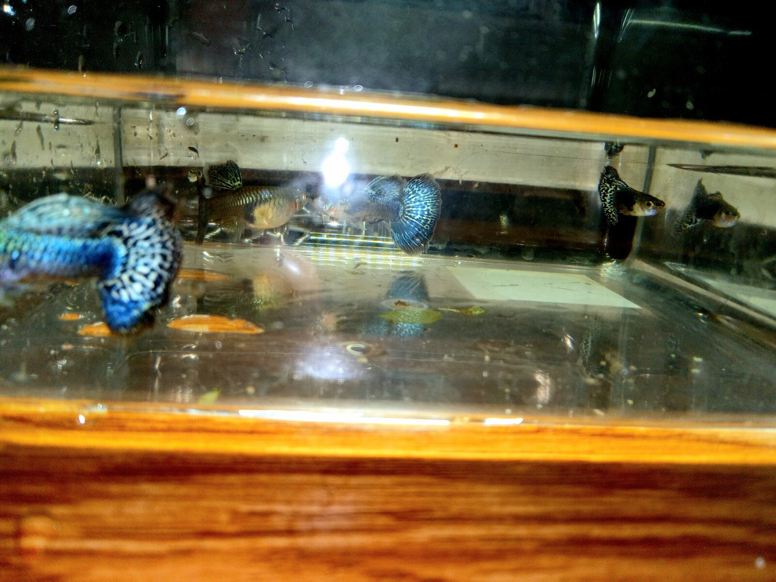 5 Super Metallic Blue Dragon Guppy Fry. (Big Ear) Freshwater Livebearer ...