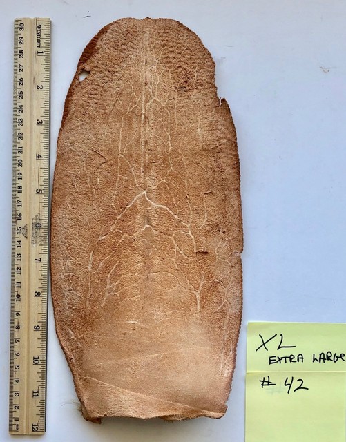 #42 EXTRA-LARGE Tanned 5.5" x113/4" BEAVERTAIL/Beaver Tail CRAFT/Ready ...