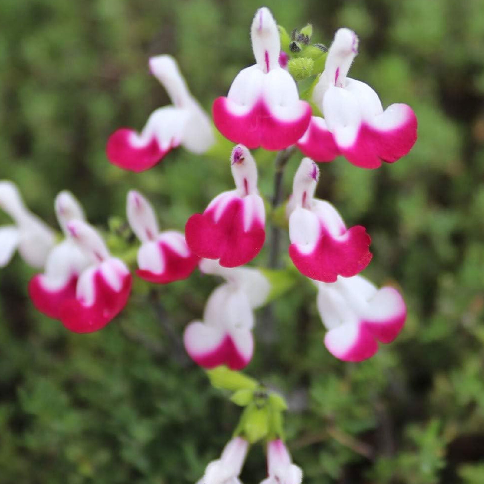 Salvia Cherry Lips Eye-Catching Unique Pink White Flowers Plant 9cm ...