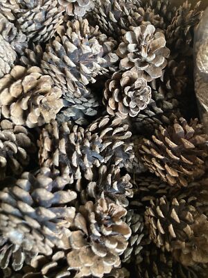 raw pine cones | eBay