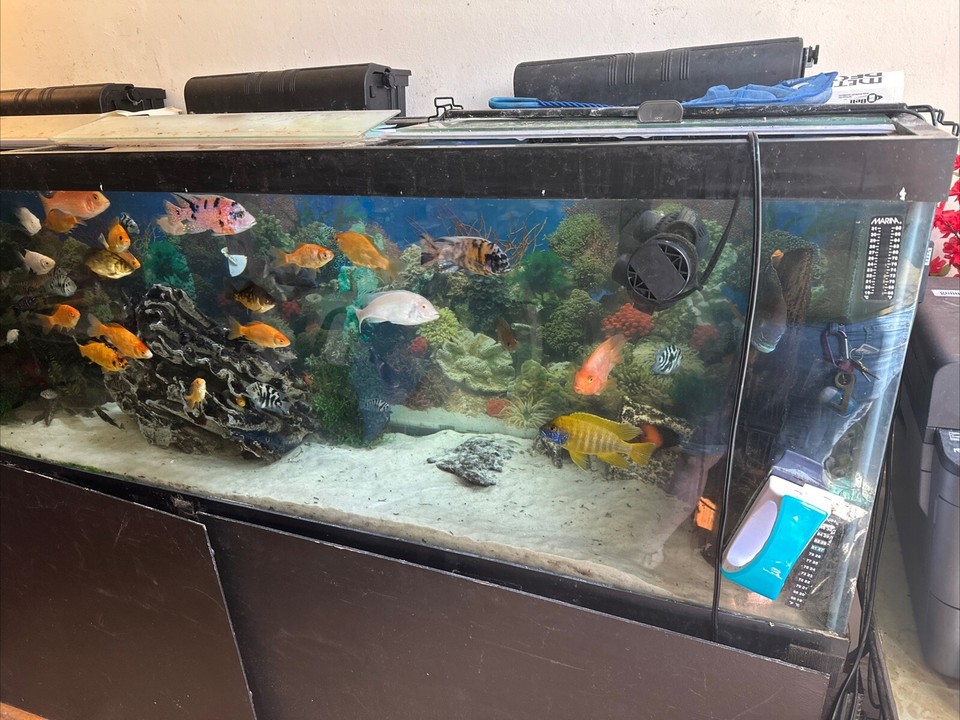 100 gallon fish tank With Stand And Filters - No Leaks! | eBay