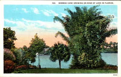 Vintage Postcard Bamboo Cane Growing On Edge Of Lake In Florida ...