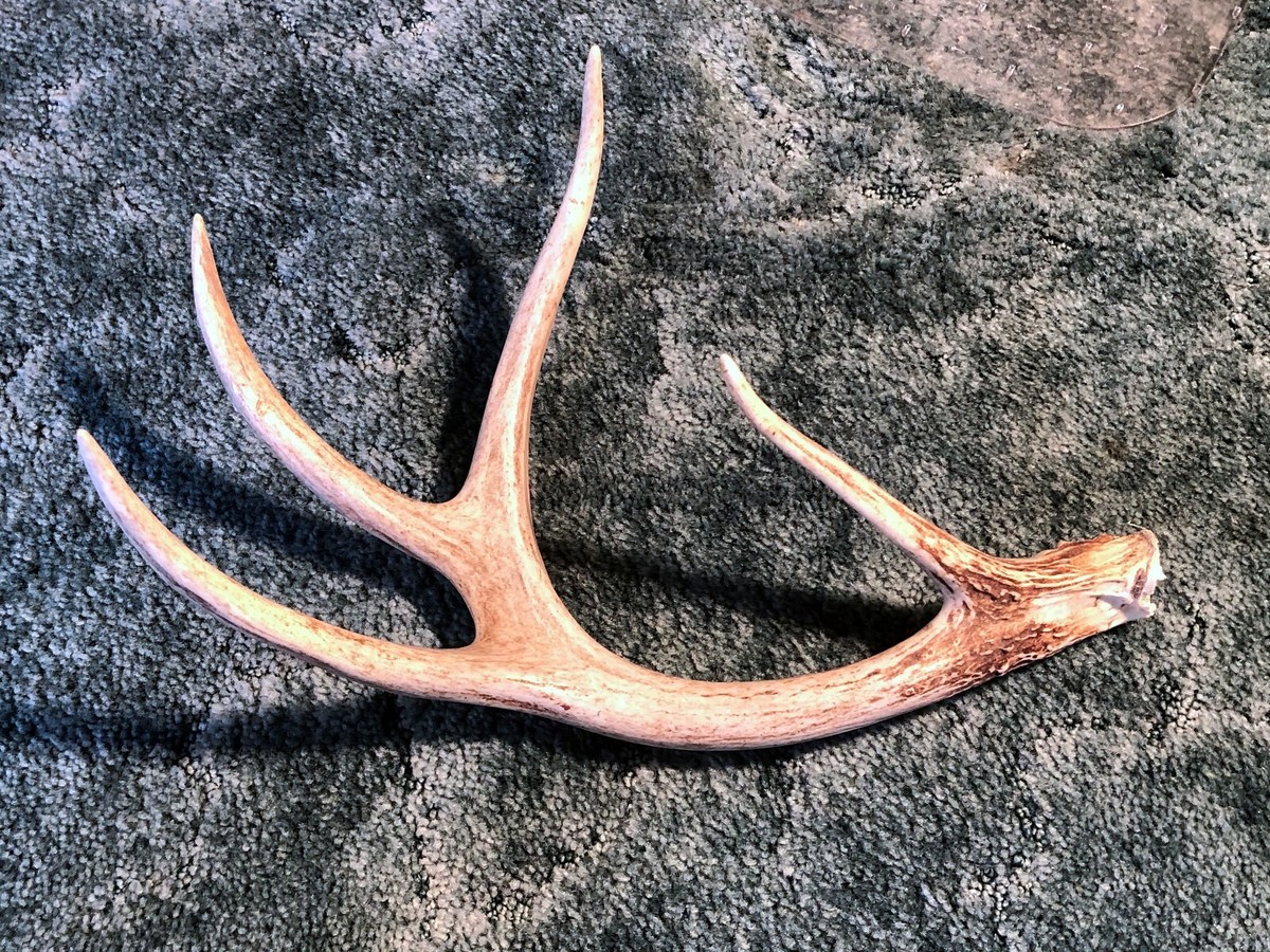 Whitetail Deer Antler Side