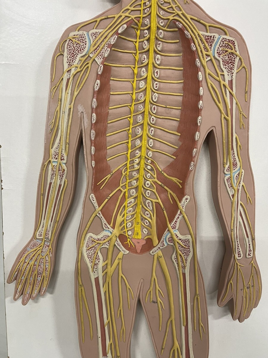 Nervous System Model Labeled