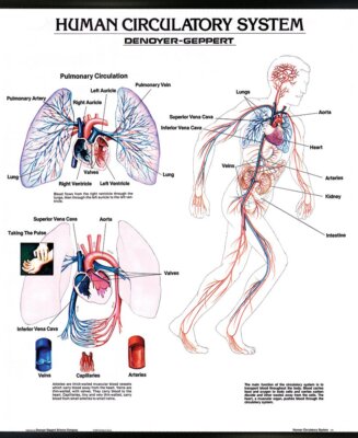 Human Circulatory System Wall Chart Poster | eBay