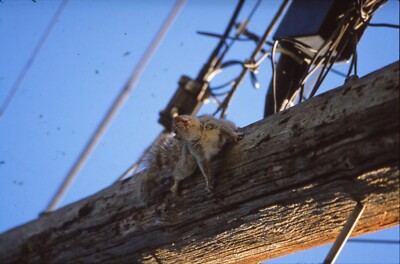 Vintage 35mm Film Positive Slide San Francisco California Squirrel ...