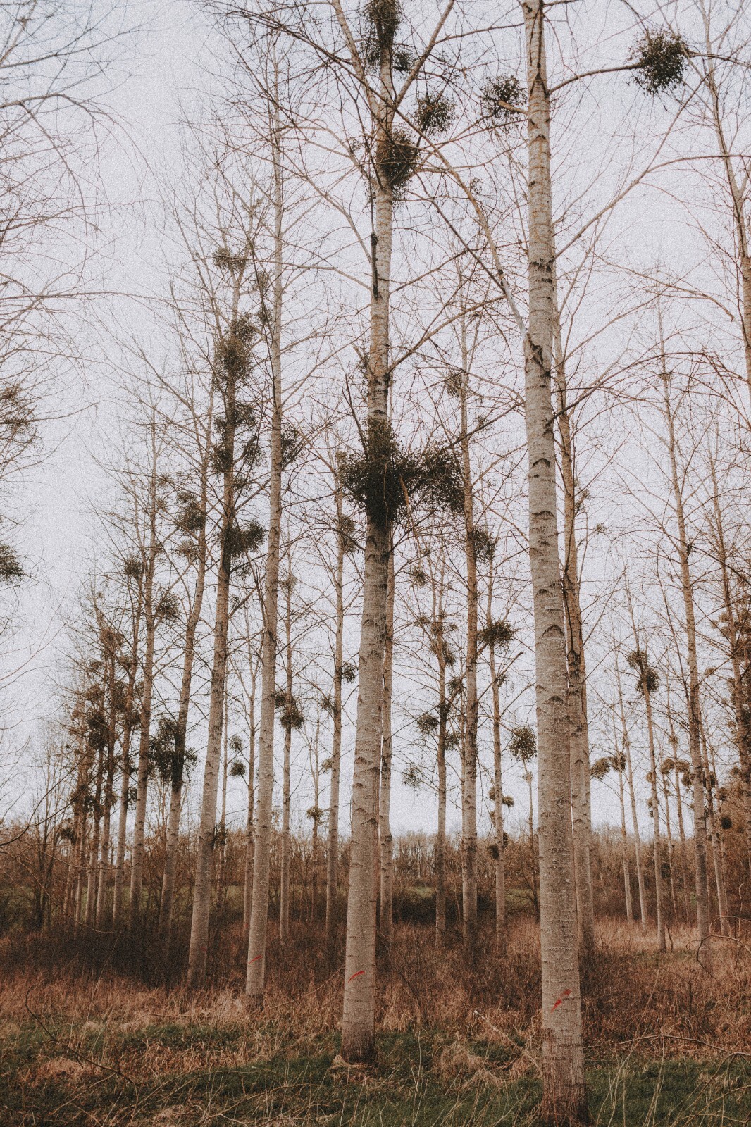 Silver Birch native bare root tree saplings whips hedging plants hedge ...