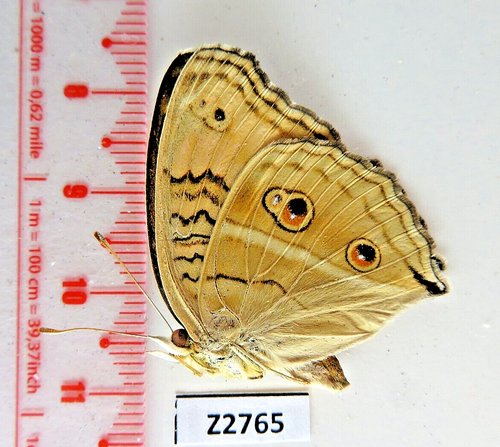 Z2765. Insects, butterflies: Nymphalidae sp. Vietnam, Nghe An | eBay