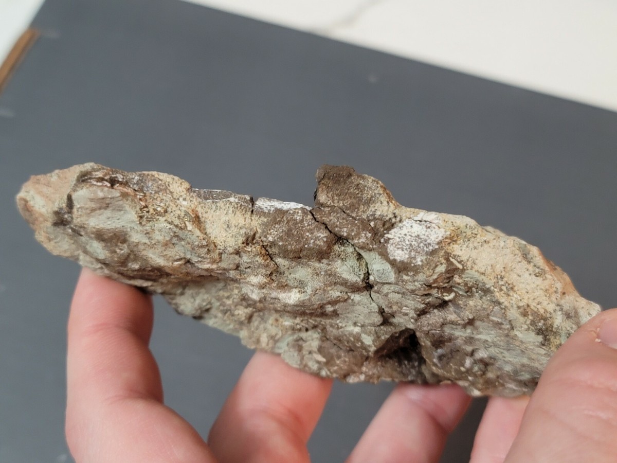 Rare Specimen Of Devonian Armored Fish Wladysagitta The Placoderms May