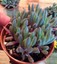 OTHONNA CAPENSIS 'LITTLE PICKLES' - 2" POT | eBay