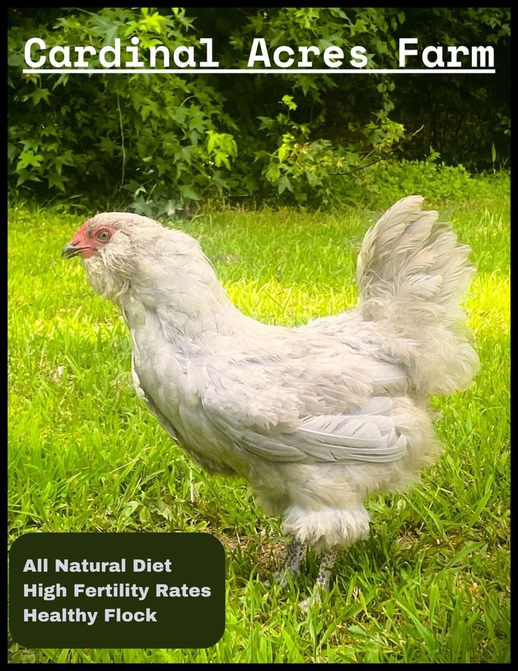 6 + 1 Olive/Moss Egger fertile hatching eggs from Cardinal Acres Farm | eBay