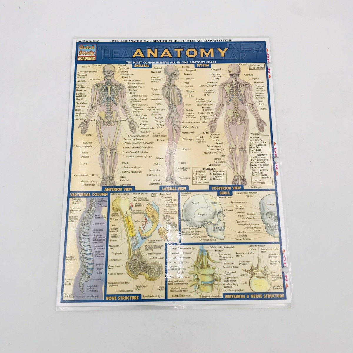 Anatomy Quick Study Guide Buy Quickstudy Reflexology Laminated Study