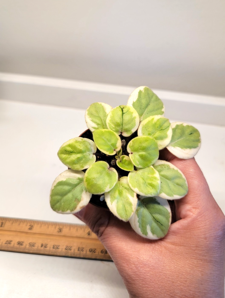 African Violet LEAF CHIMERA Pearl Delight Actual PLANT | eBay