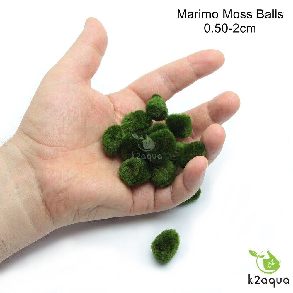 ALL sizes MARIMO MOSS BALLS Cladophora live aquarium plant fish tank ...