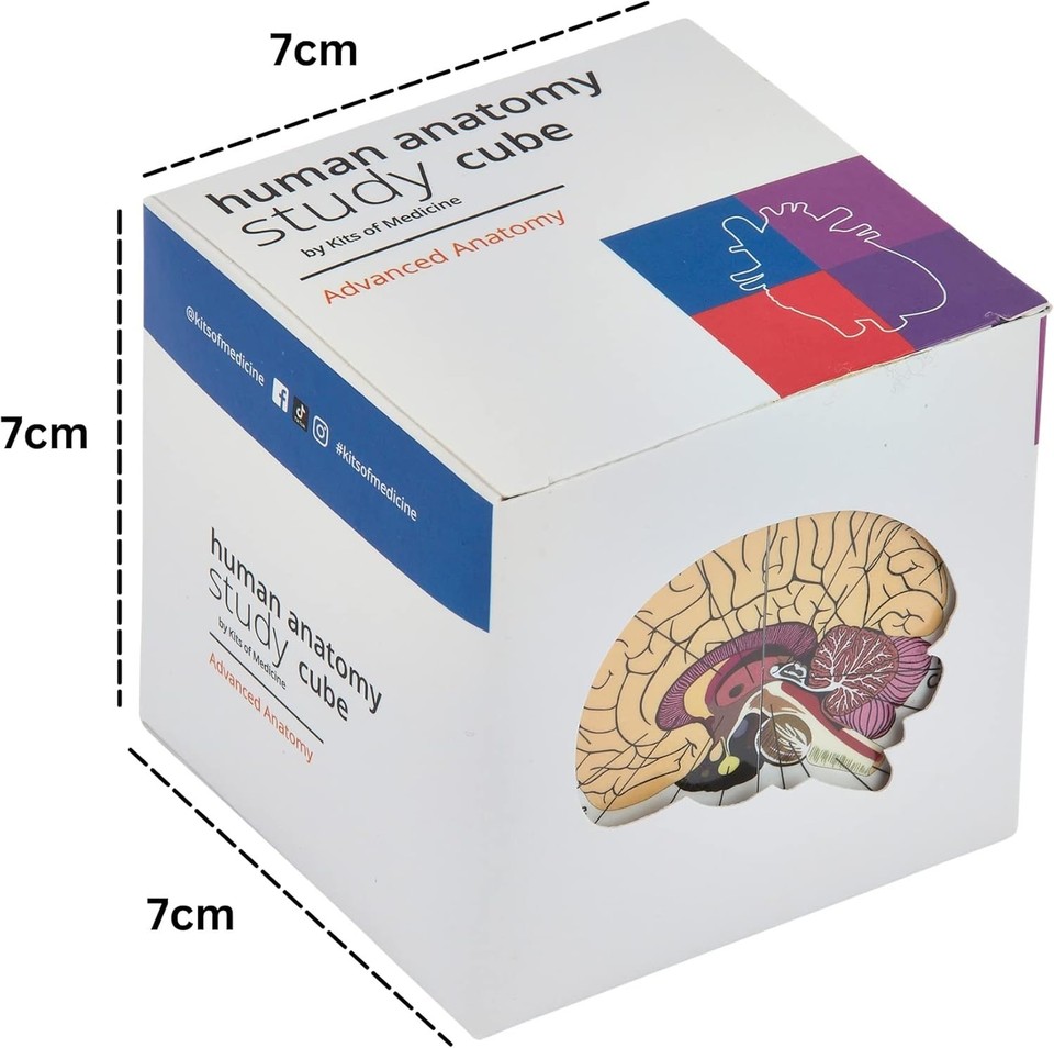 Fun Anatomy Study Cube - Interactive Learning Tool for Adults and ...
