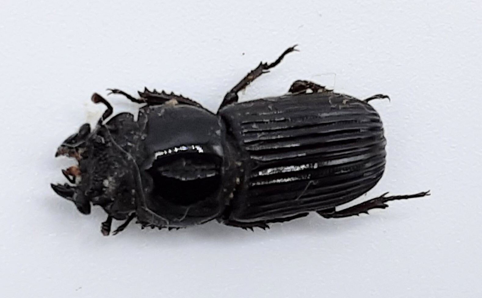 Lucanidae, Nigidius nitidus, A1, 13+ mm, #LM197 | eBay