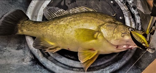 5 Yellowbelly Lures Bass Perch Jacks Cod Jacks Flathead Redfin Trout ...