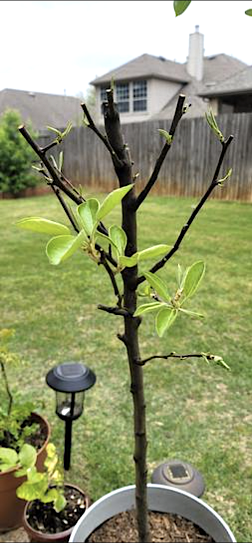 Bartlett Pear Tree Live Dwarf - For Garden & Orchard Bare Root Fruit Tree